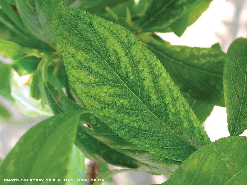 Zinc Deficiency In Plants