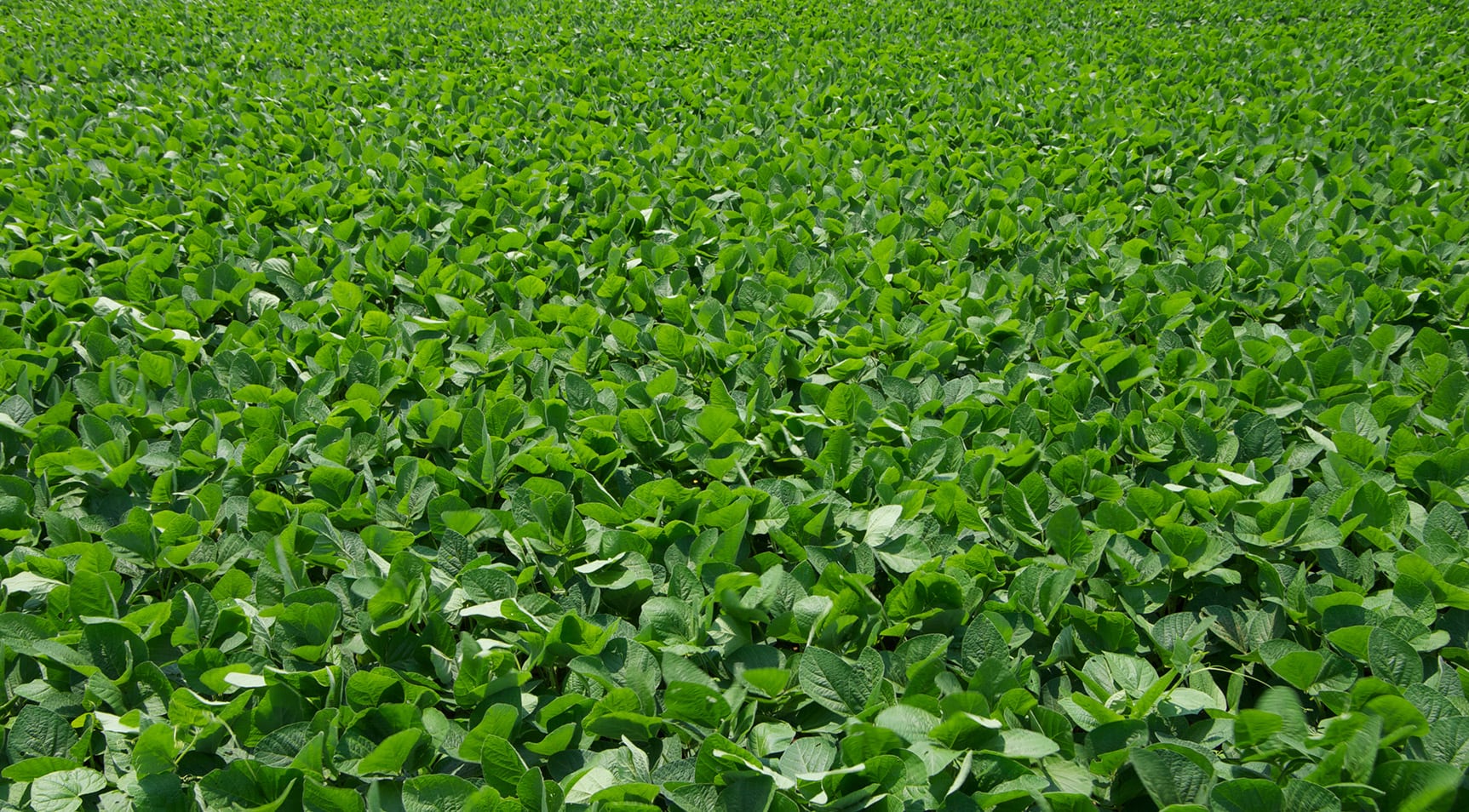 Agronomy Insights for Soybeans - PowerAG