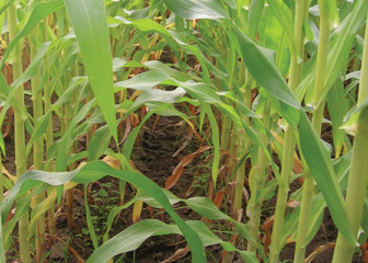 Guide to Nitrogen Deficiency in Corn | PowerAG