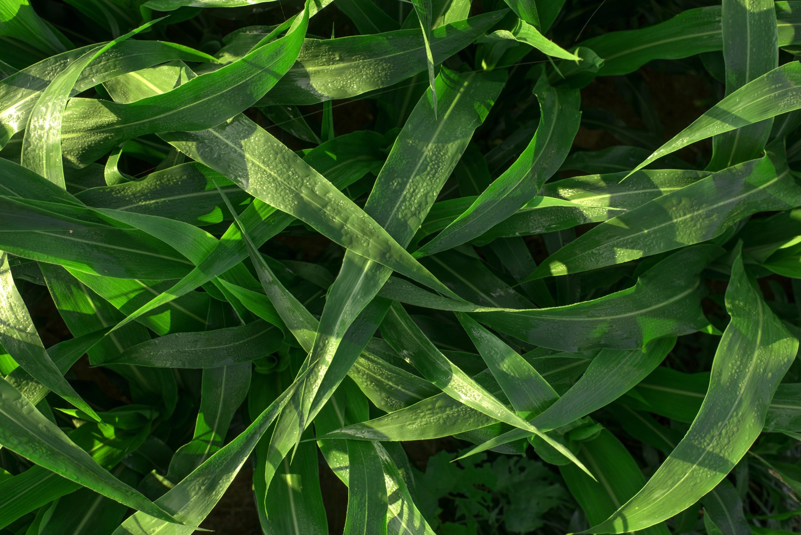 Guide to Sulfur Deficiency in Corn | PowerAG