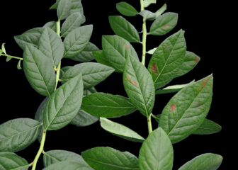 Guide to Potassium Deficiency in Berry Crops | PowerAG