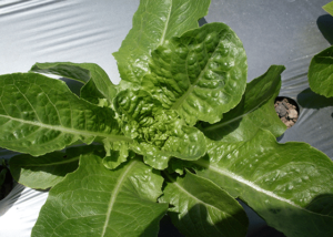 Guide to Calcium Deficiency in Leafy Vegetables | PowerAG
