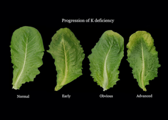 Guide to Potassium Deficiency in Leafy Vegetables | PowerAG