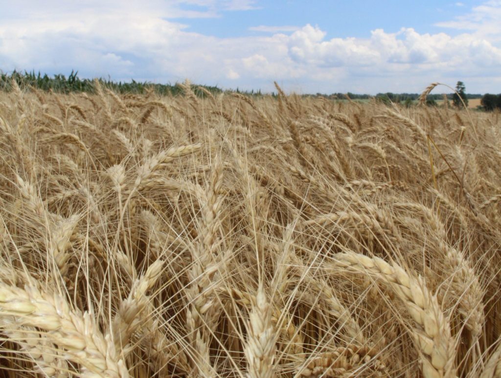 Wheat Management Tips for Yield & Quality - PowerAG