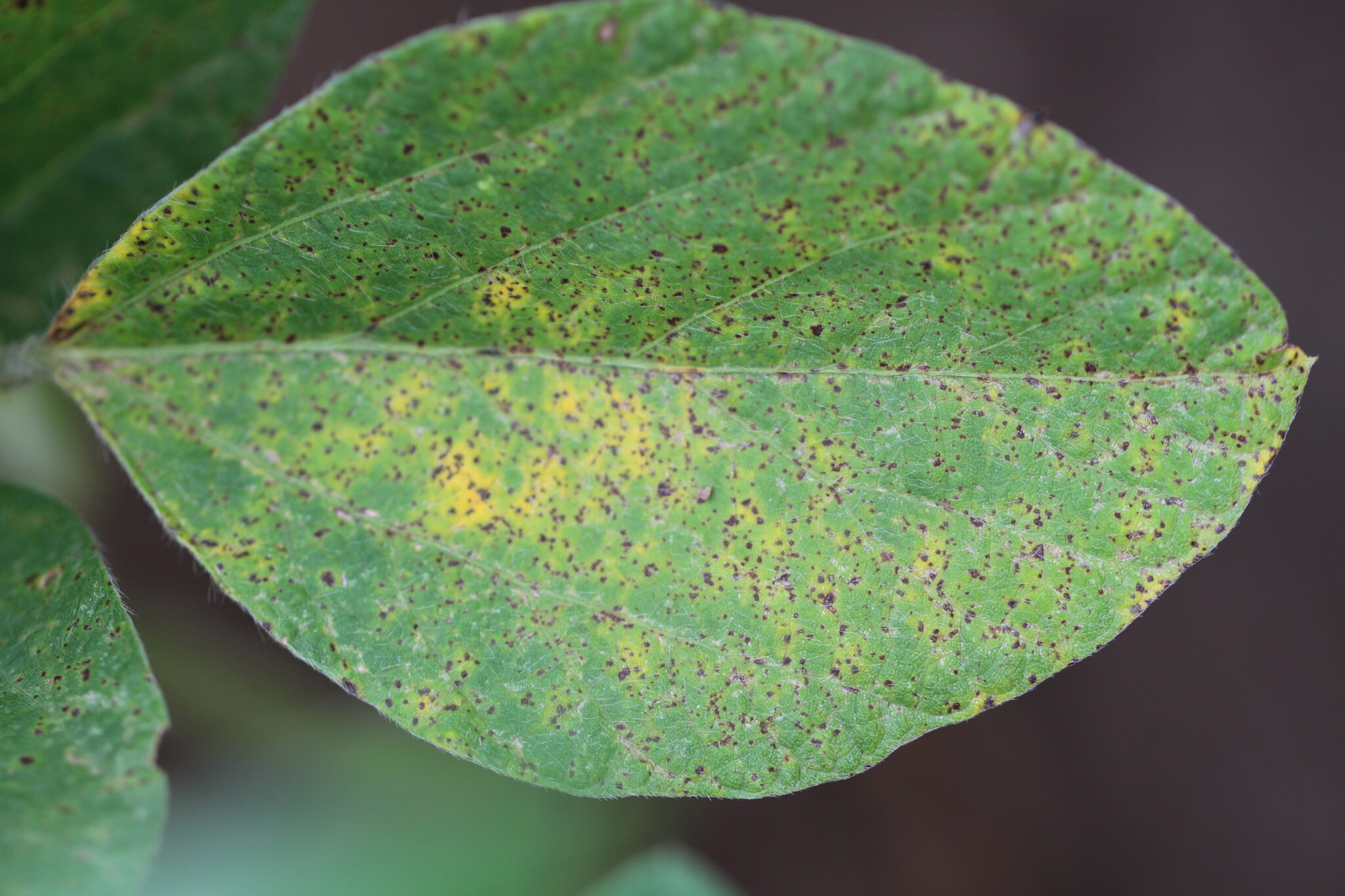 Soybean Disease Outlook for 2024: What Growers Should Watch For - PowerAG