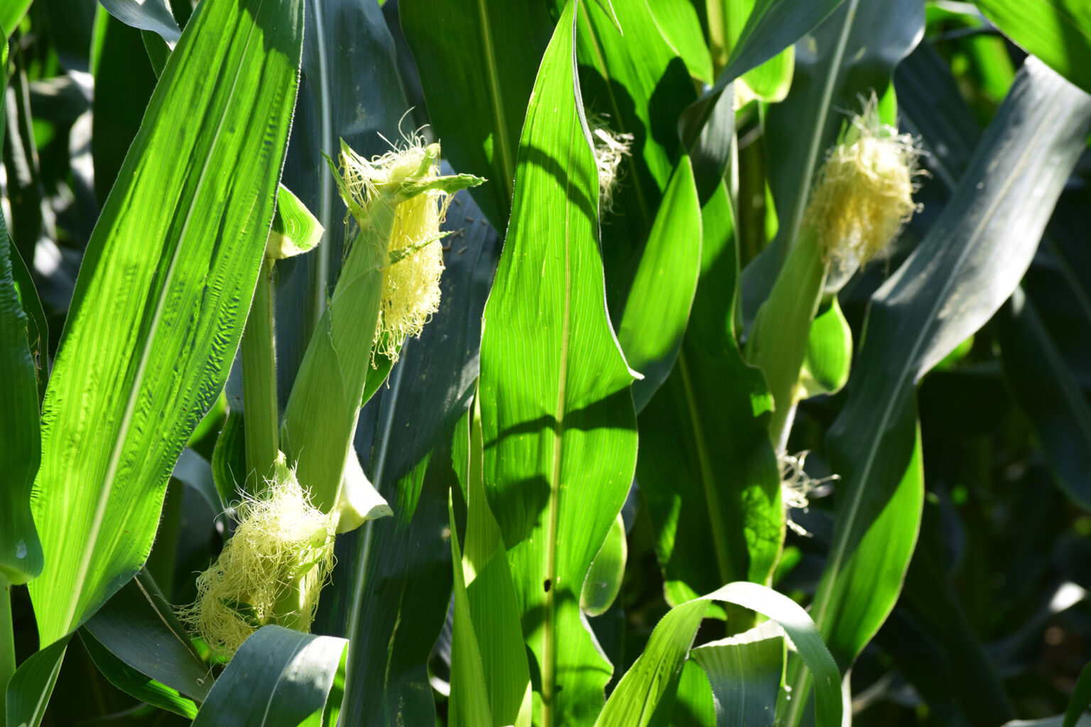 Do We or Don't We? Corn Fungicides - PowerAG